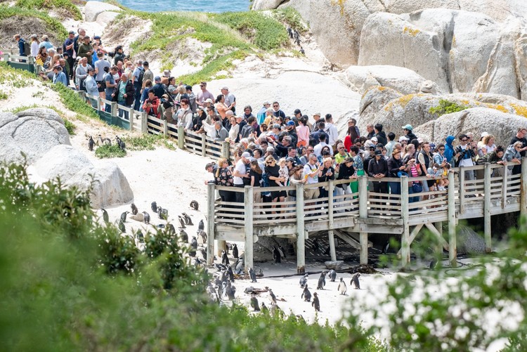 African Penguins Now Officially Critically Endangered Groundup
